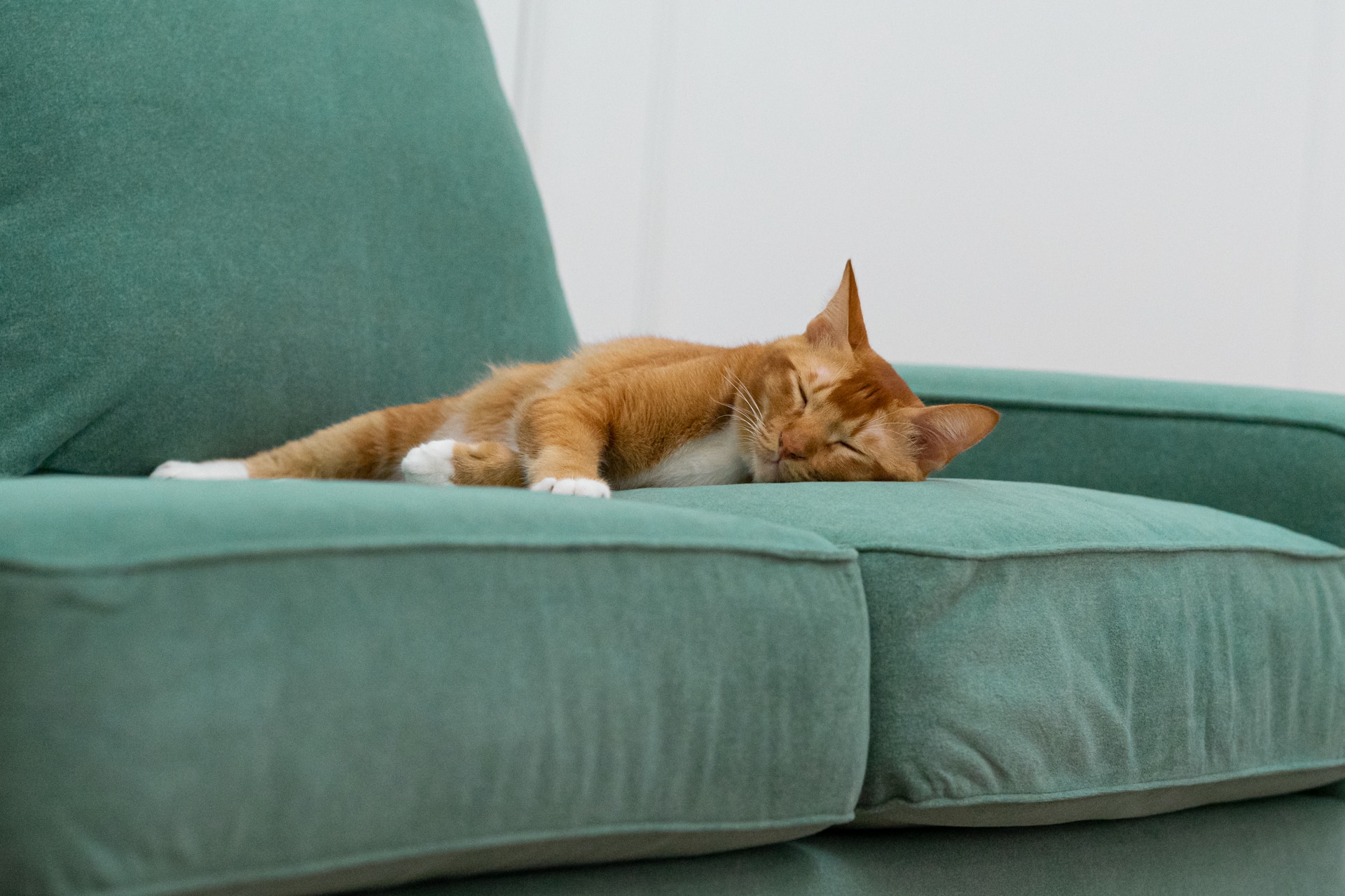 Where to get the ultimate cat proof couch - without buying a new one ...