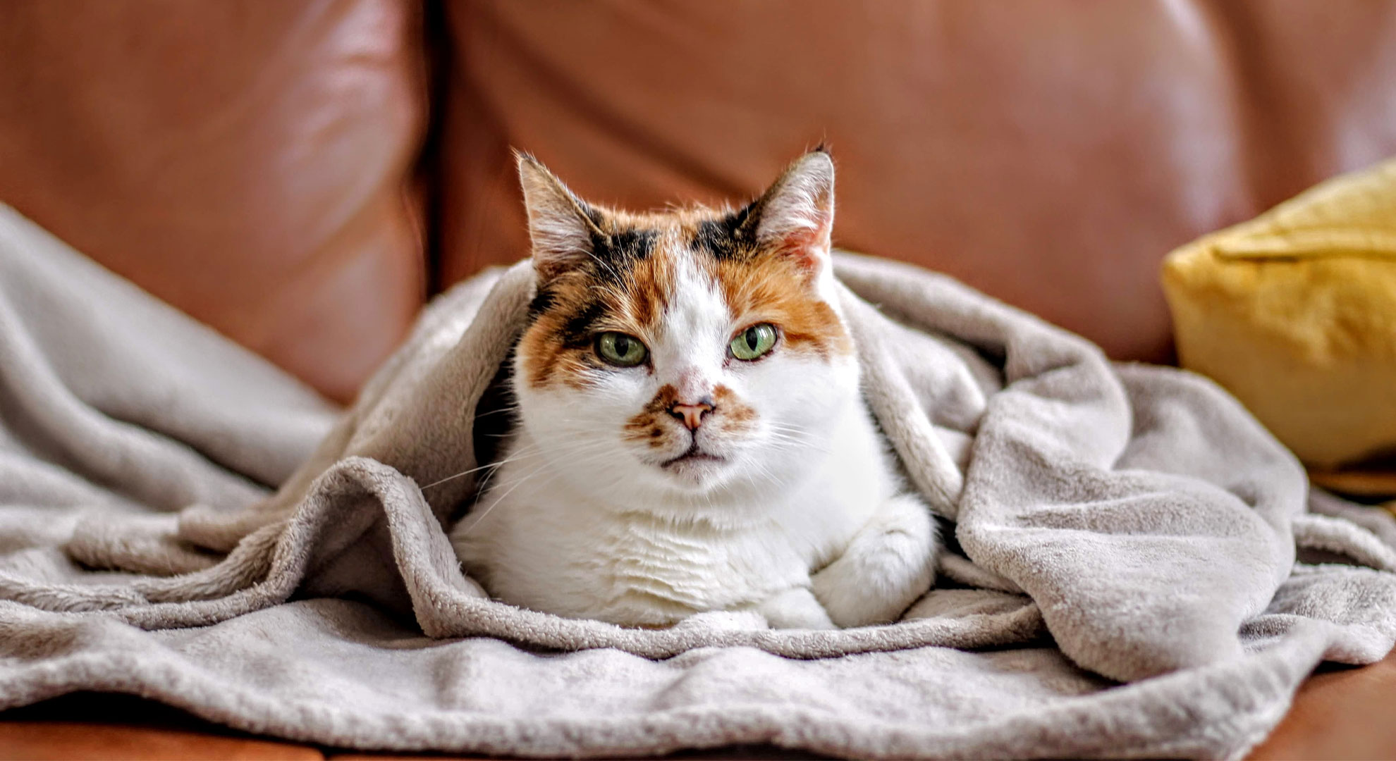 You need a nap right now. Here's how to get it — Comfort Works Blog ...