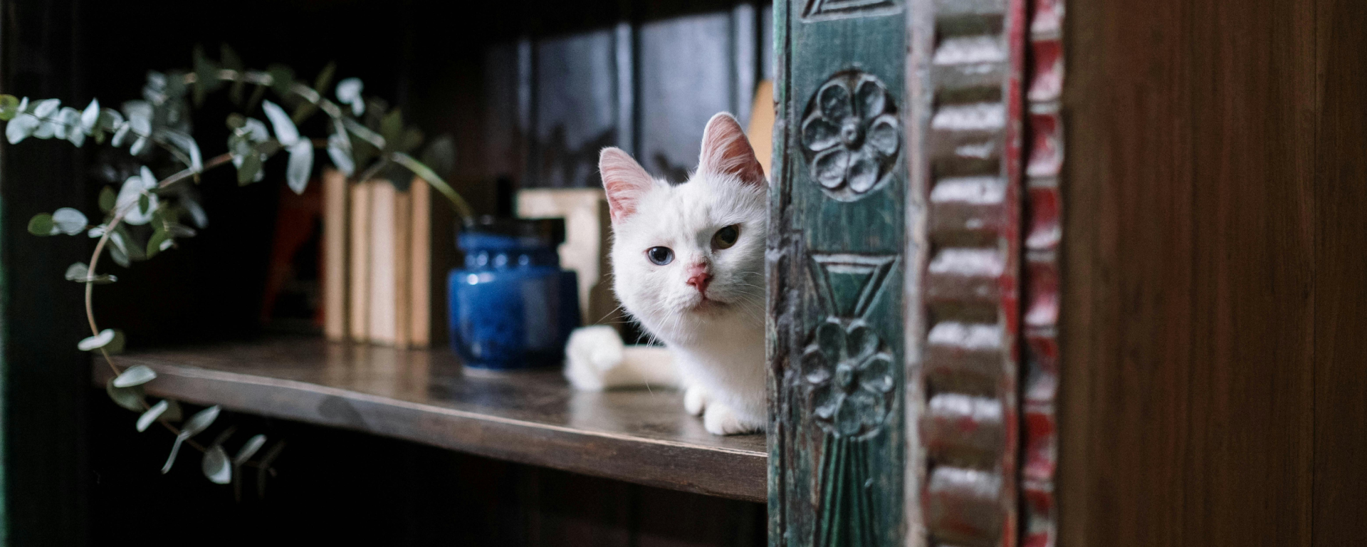 Whimsigoth aesthetic: 7 easy tips to incorporate it into your home